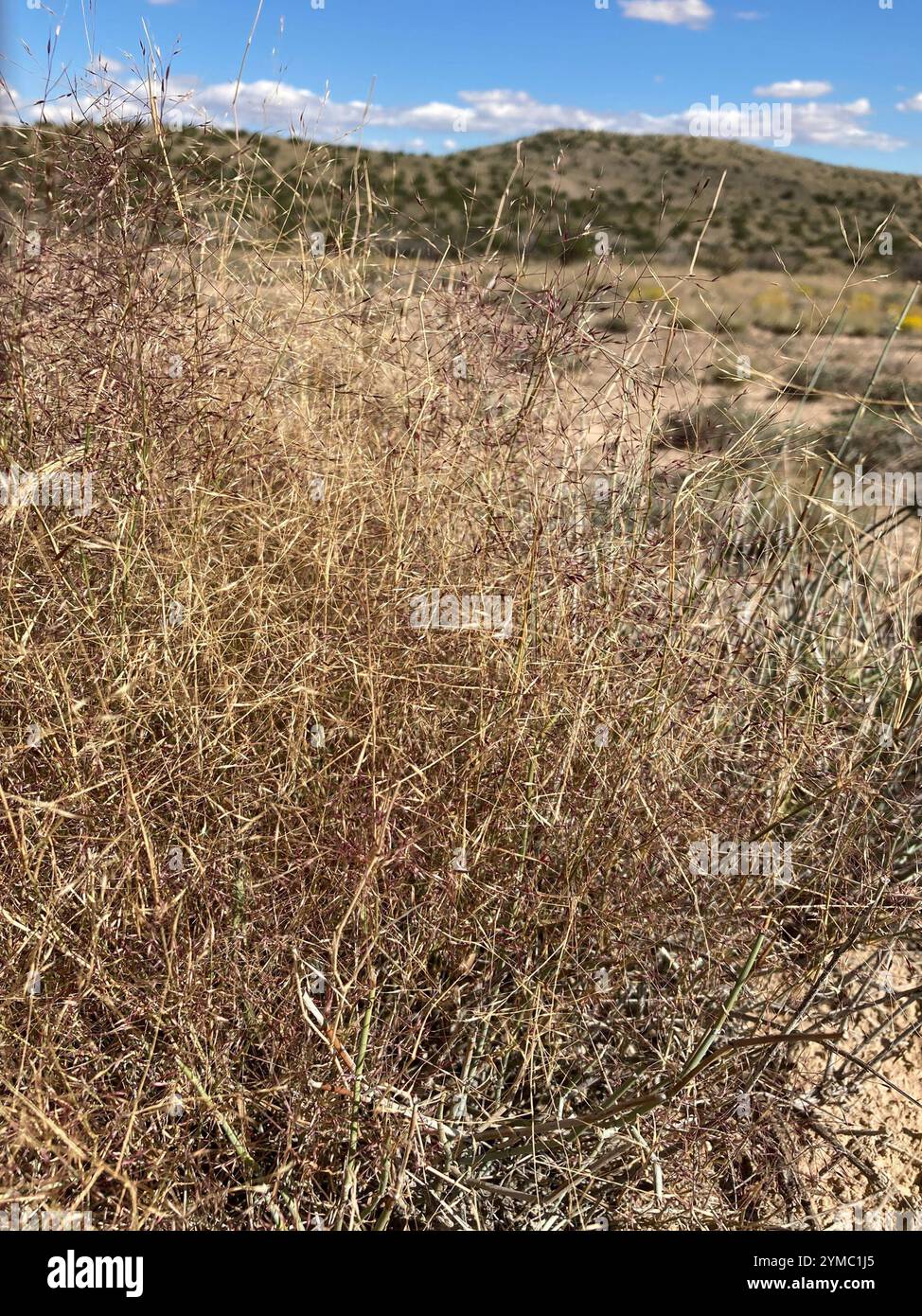 Bush Muhly (Muhlenbergia porteri Stock Photo - Alamy