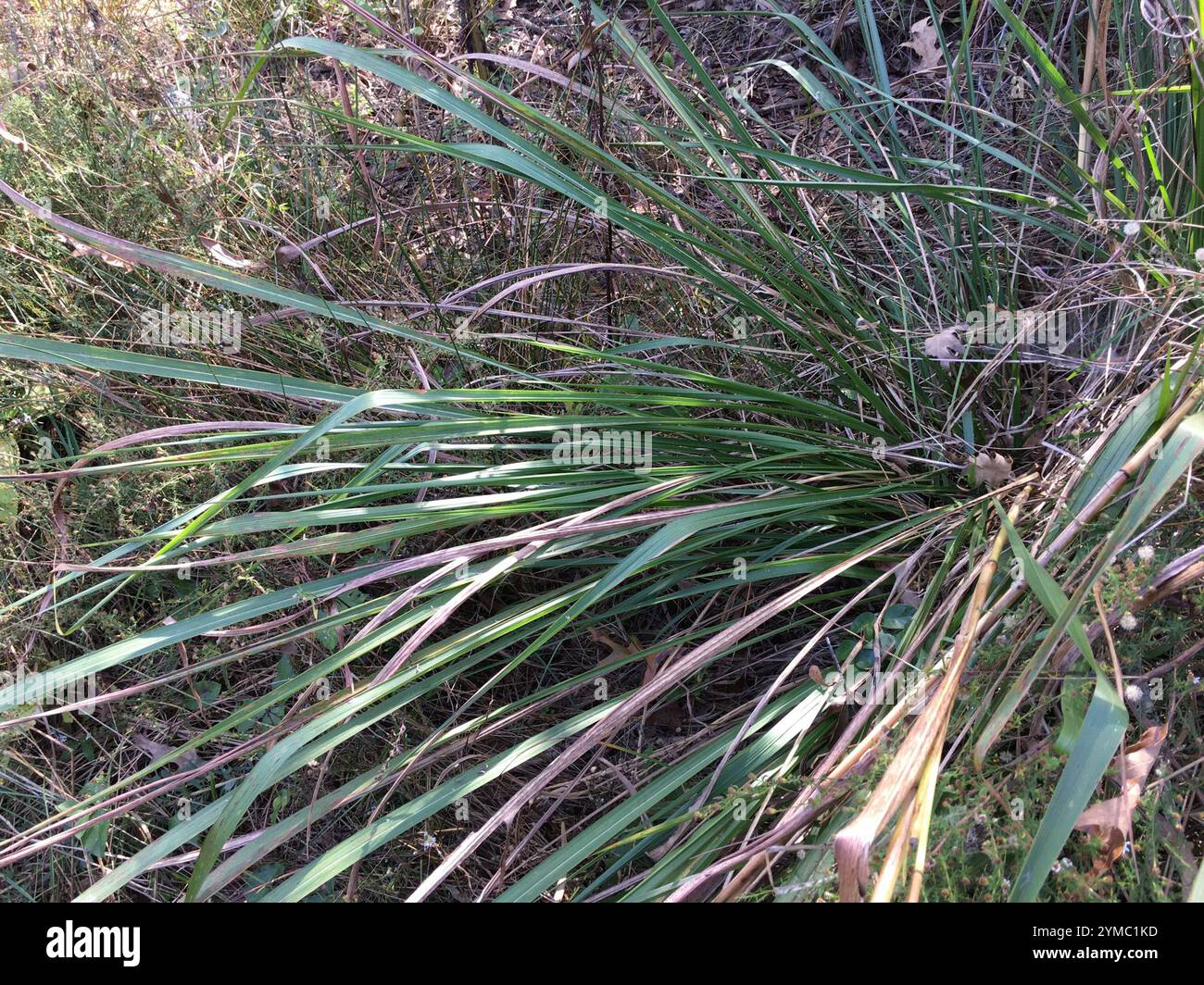 eastern gamagrass (Tripsacum dactyloides Stock Photo - Alamy