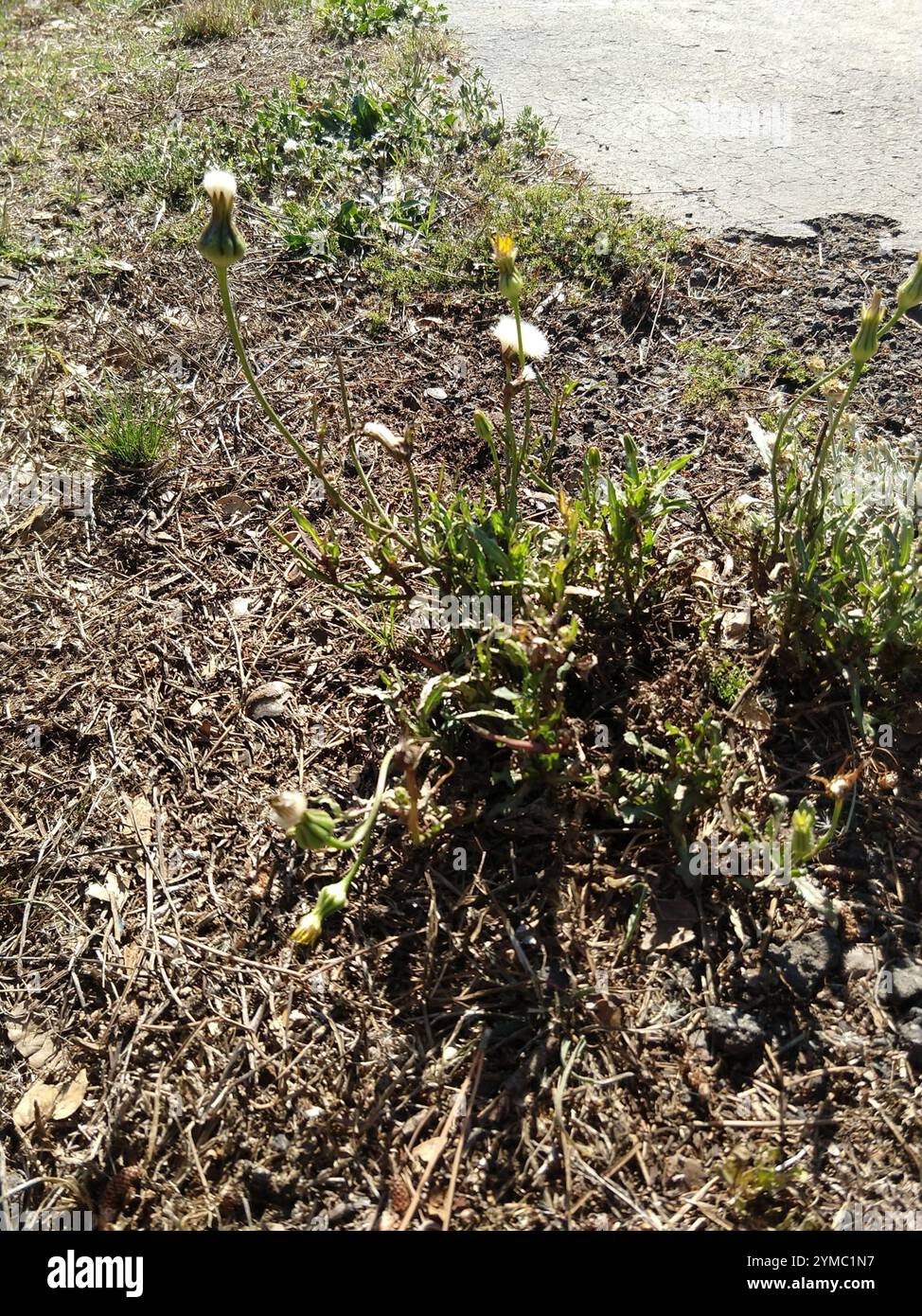 Urospermum picroides hi-res stock photography and images - Alamy