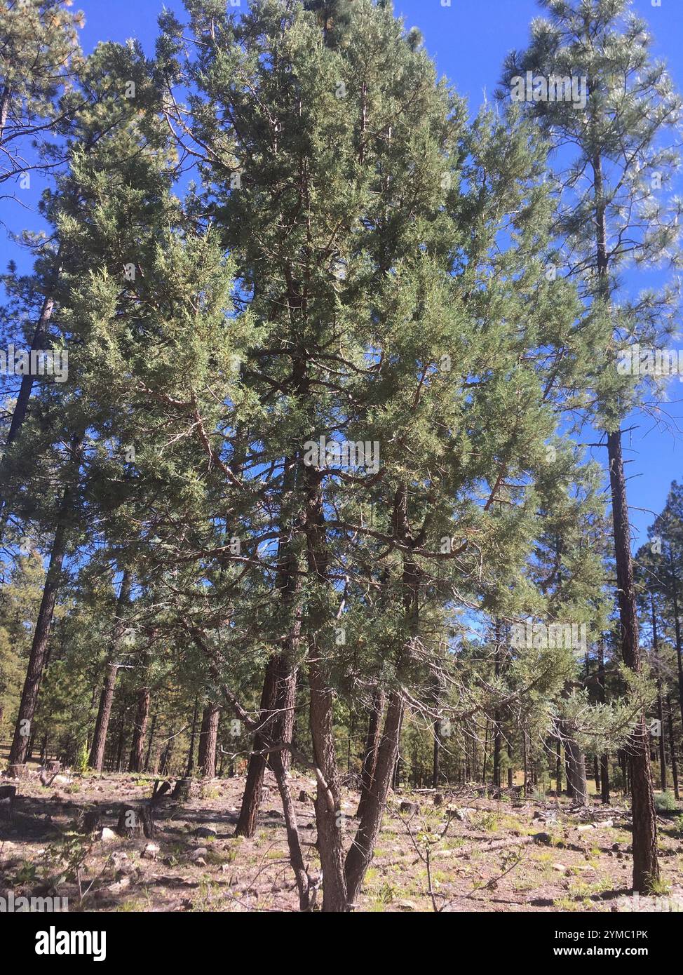 alligator juniper (Juniperus deppeana Stock Photo - Alamy