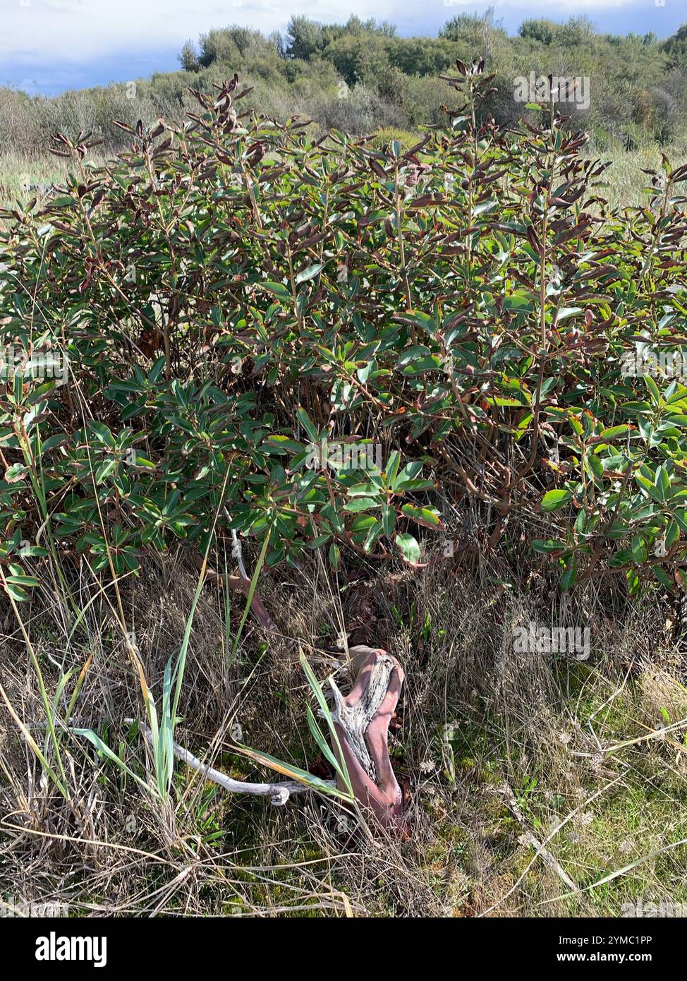 Pacific madrone (Arbutus menziesii Stock Photo - Alamy