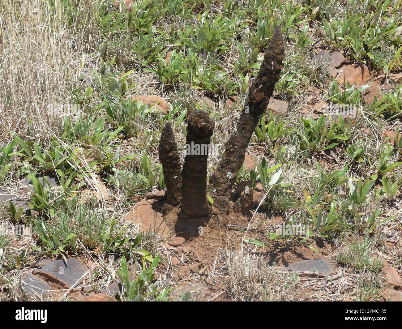 Monkeys Tail (Xerophyta retinervis Stock Photo - Alamy