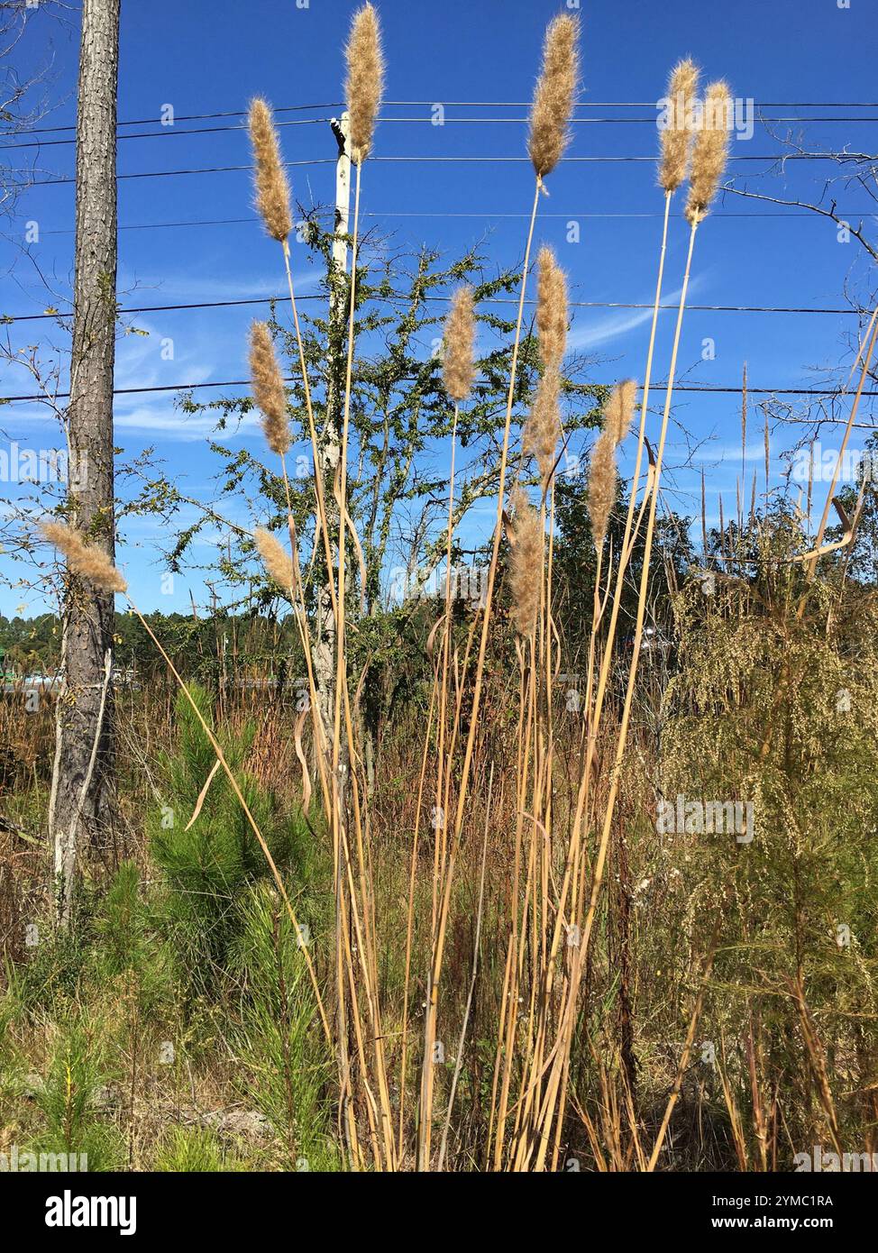 sugarcane plumegrass (Erianthus giganteus Stock Photo - Alamy
