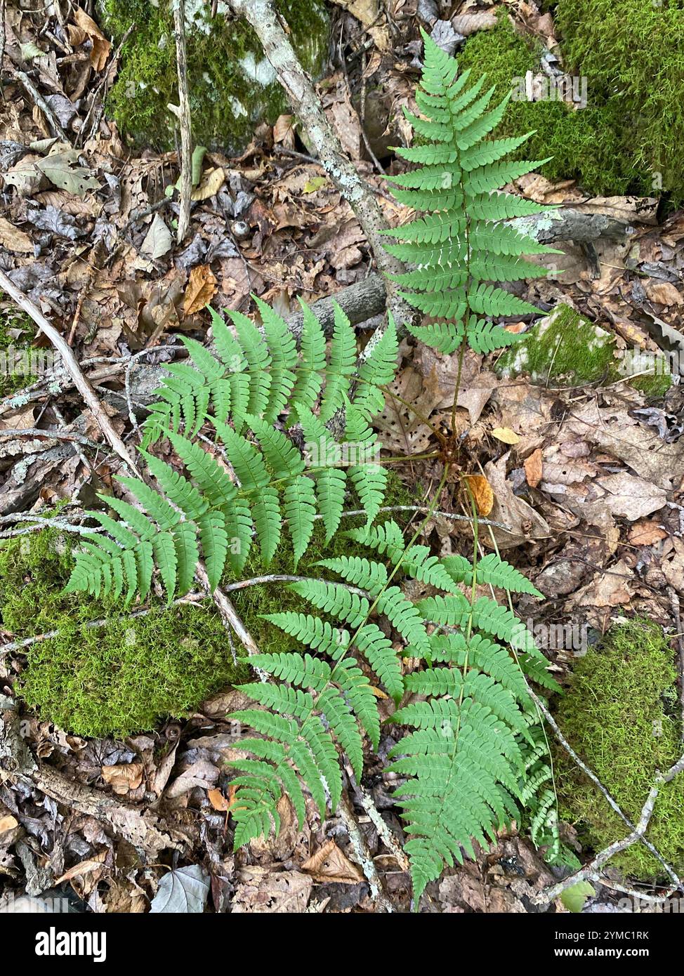 marginal wood fern (Dryopteris marginalis Stock Photo - Alamy