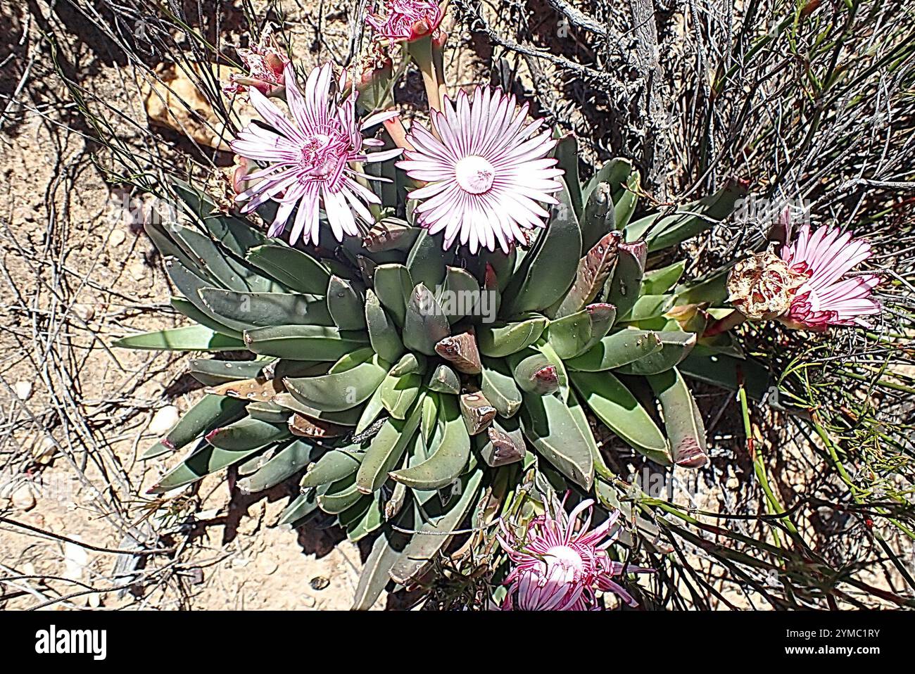 Common Tiptoothfig (Acrodon bellidiflorus Stock Photo - Alamy