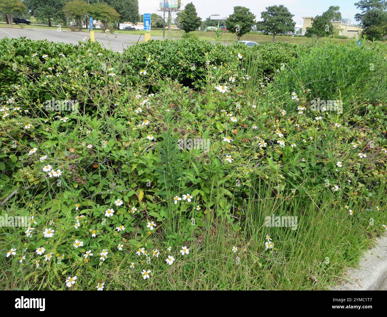 White beggarticks (Bidens alba Stock Photo - Alamy