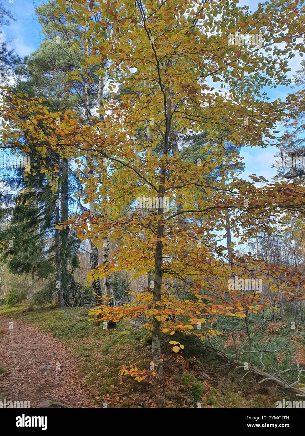 European beech (Fagus sylvatica Stock Photo - Alamy