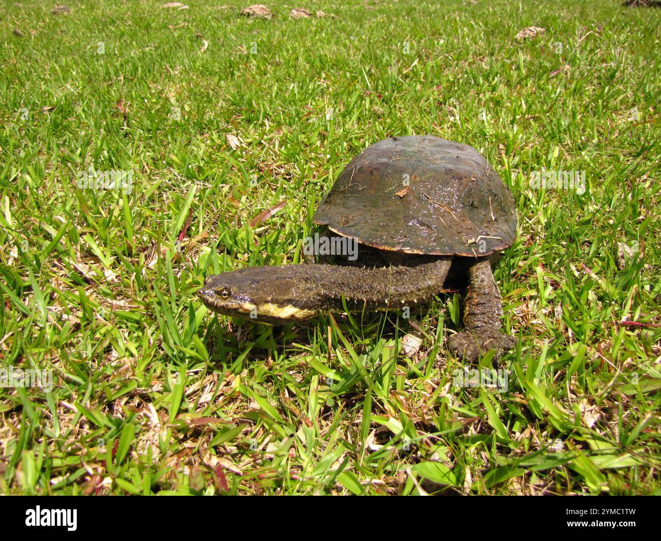 Tectifera hi-res stock photography and images - Alamy