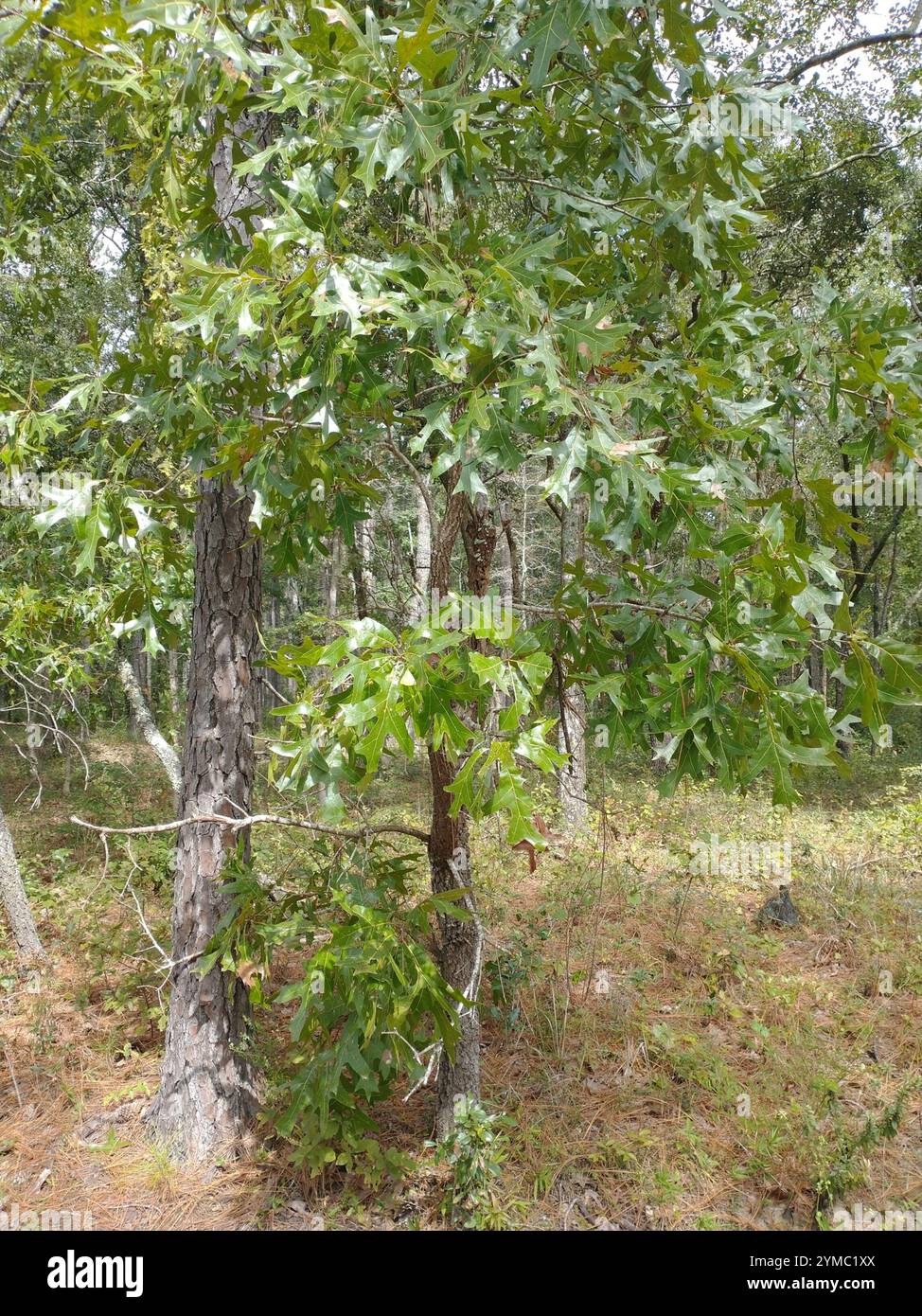 American turkey oak (Quercus laevis Stock Photo - Alamy