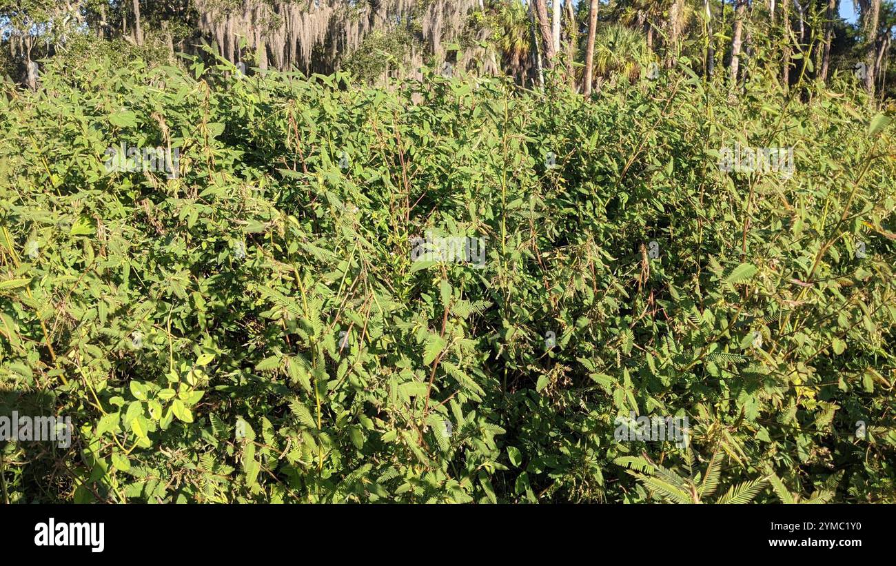 Aeschynomene americana hi-res stock photography and images - Alamy