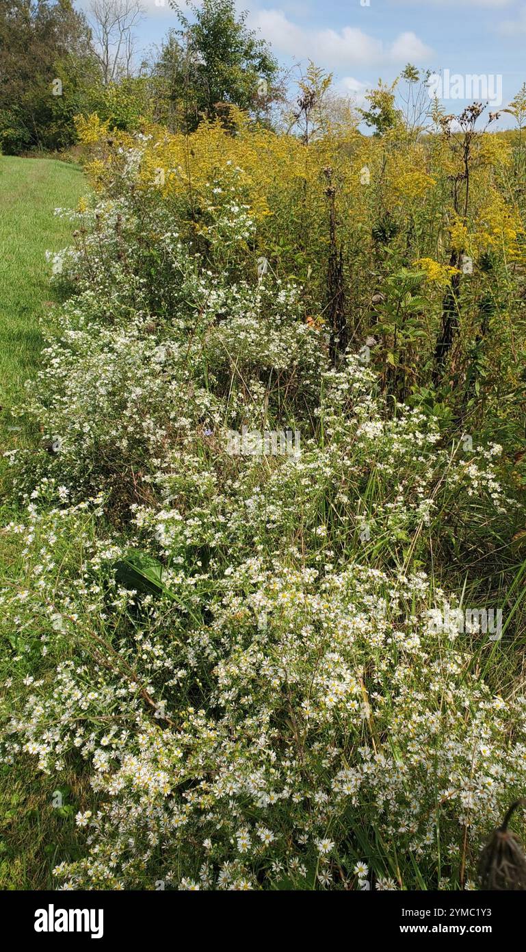 hairy white oldfield aster (Symphyotrichum pilosum Stock Photo - Alamy
