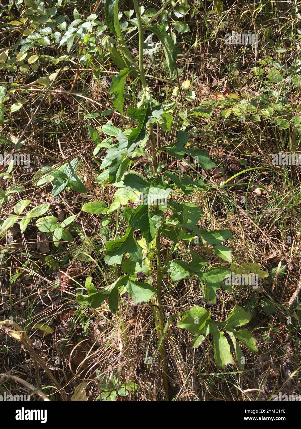 lion's foot rattlesnake root (Nabalus serpentarius Stock Photo - Alamy