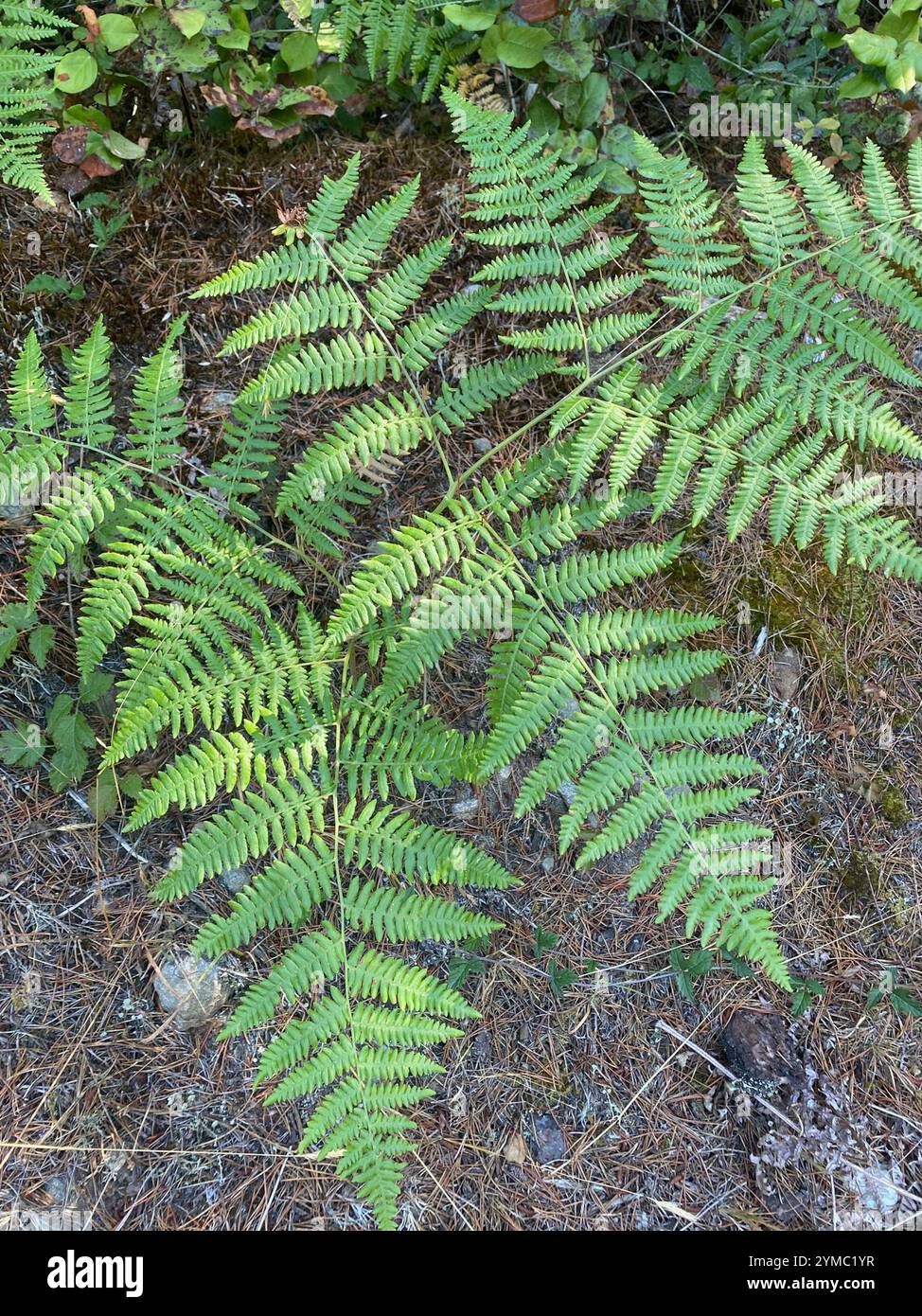 common bracken (Pteridium aquilinum Stock Photo - Alamy
