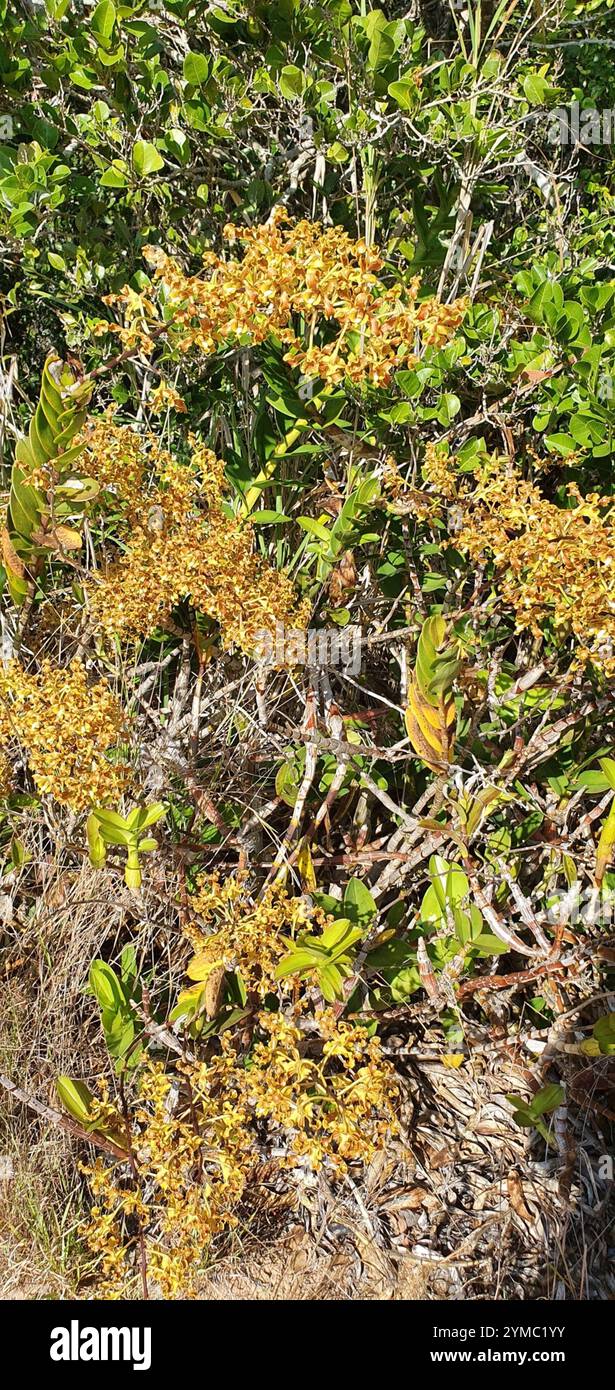 Golden Orchid (Dendrobium discolor Stock Photo - Alamy