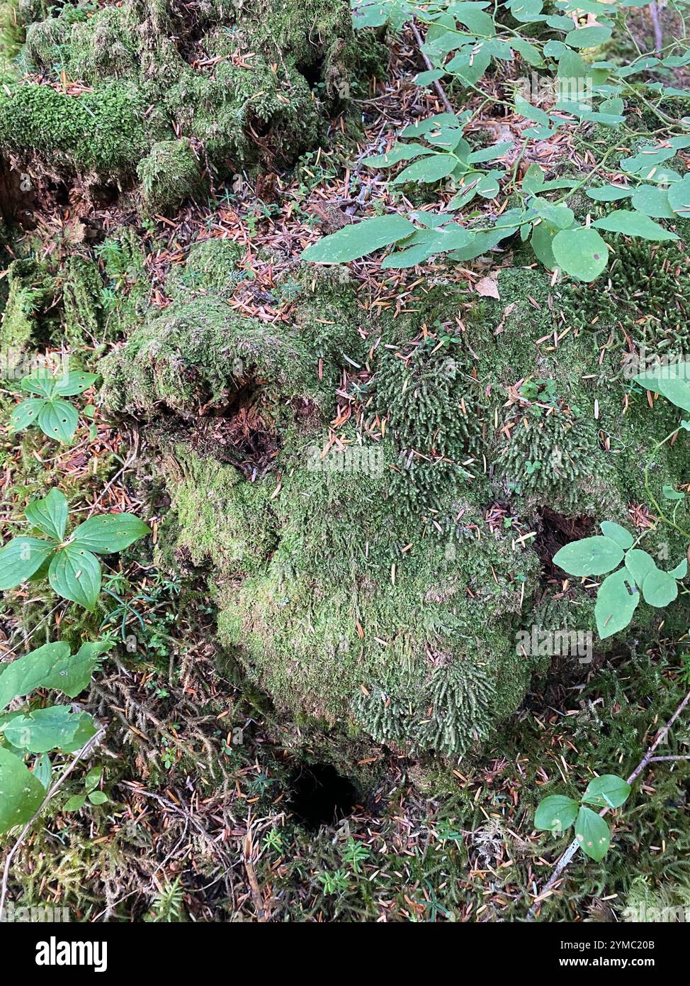 Yellow-ladle Liverwort (Scapania bolanderi Stock Photo - Alamy