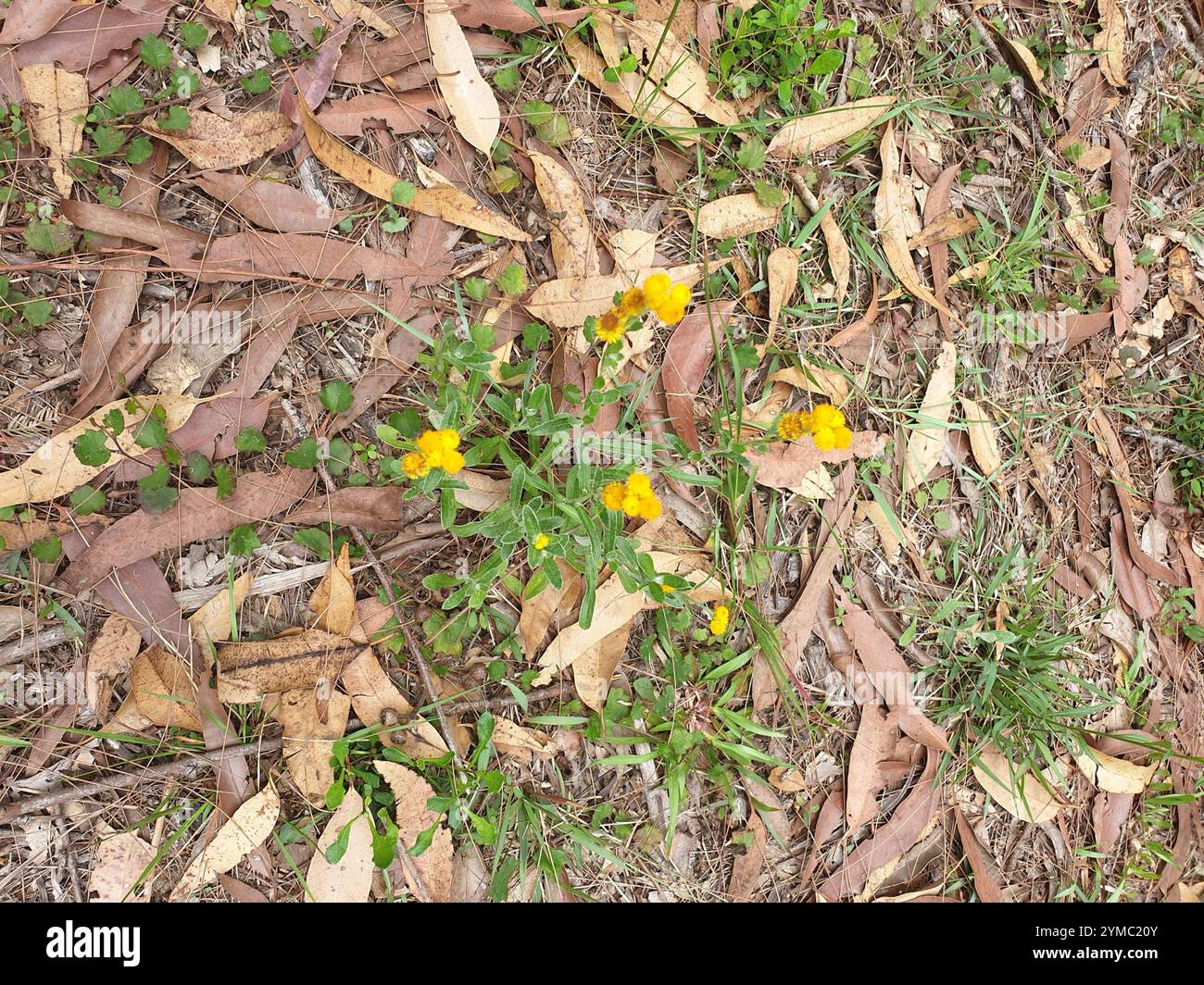 Common Everlasting (Chrysocephalum apiculatum Stock Photo - Alamy