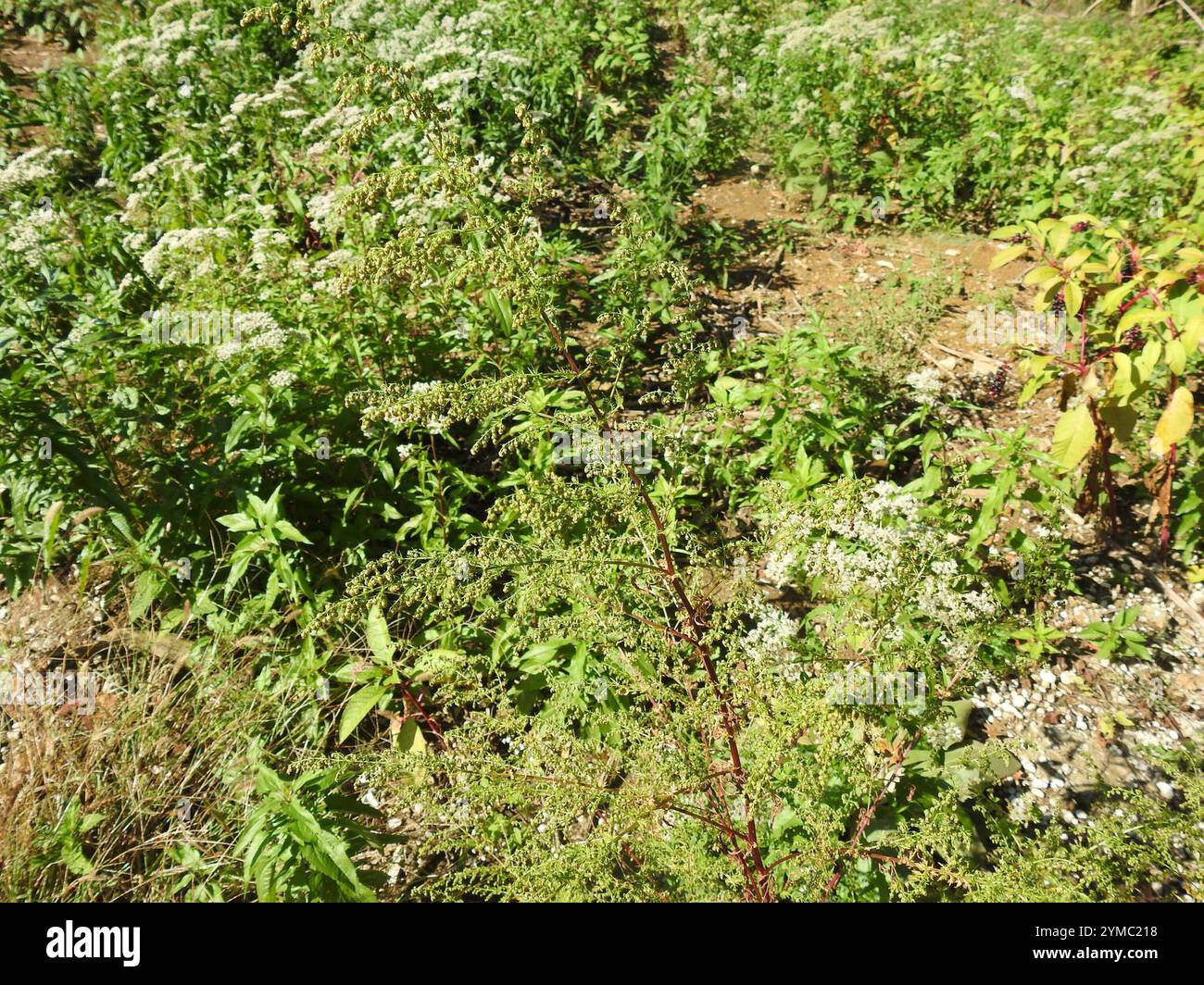 sweet annie (Artemisia annua Stock Photo - Alamy