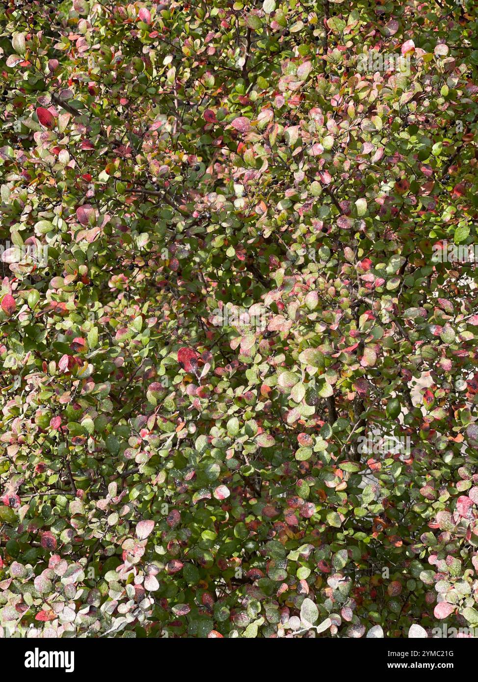 sparkleberry (Vaccinium arboreum Stock Photo - Alamy