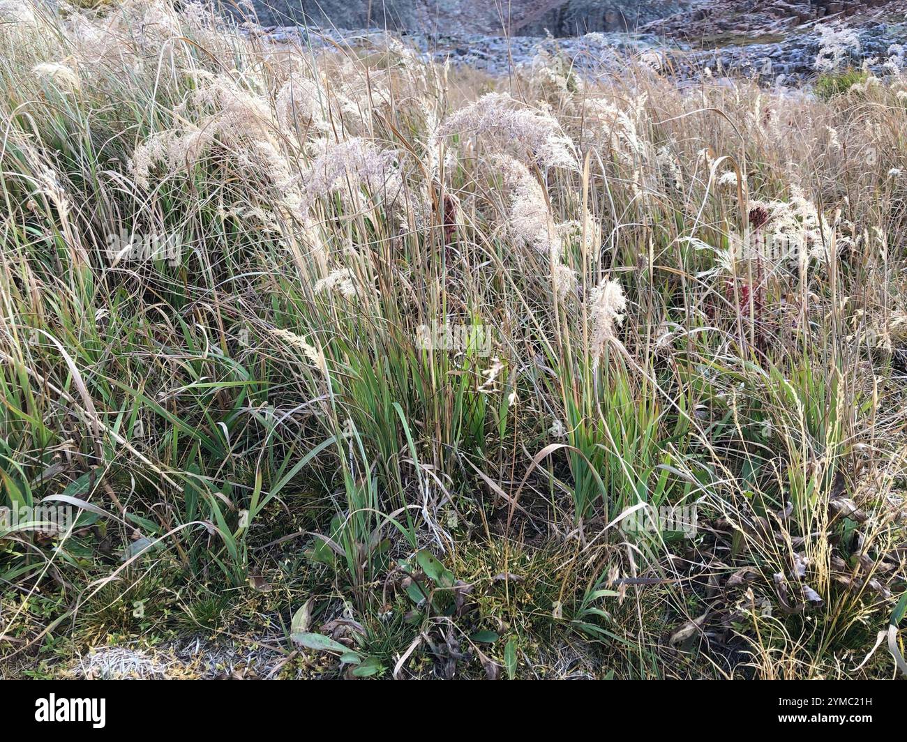 canadian bluejoint (Calamagrostis canadensis Stock Photo - Alamy