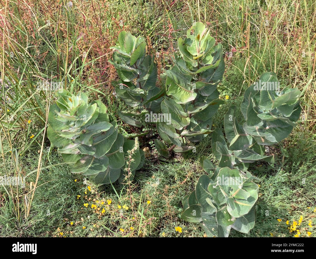 broadleaf milkweed (Asclepias latifolia Stock Photo - Alamy