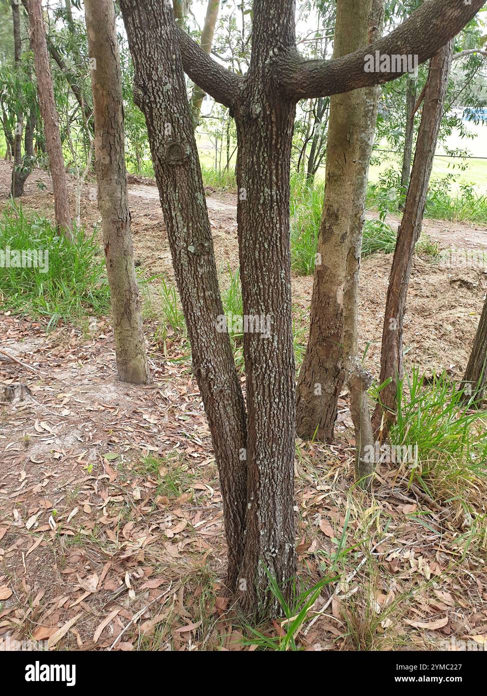 Black sheoak (Allocasuarina littoralis Stock Photo - Alamy