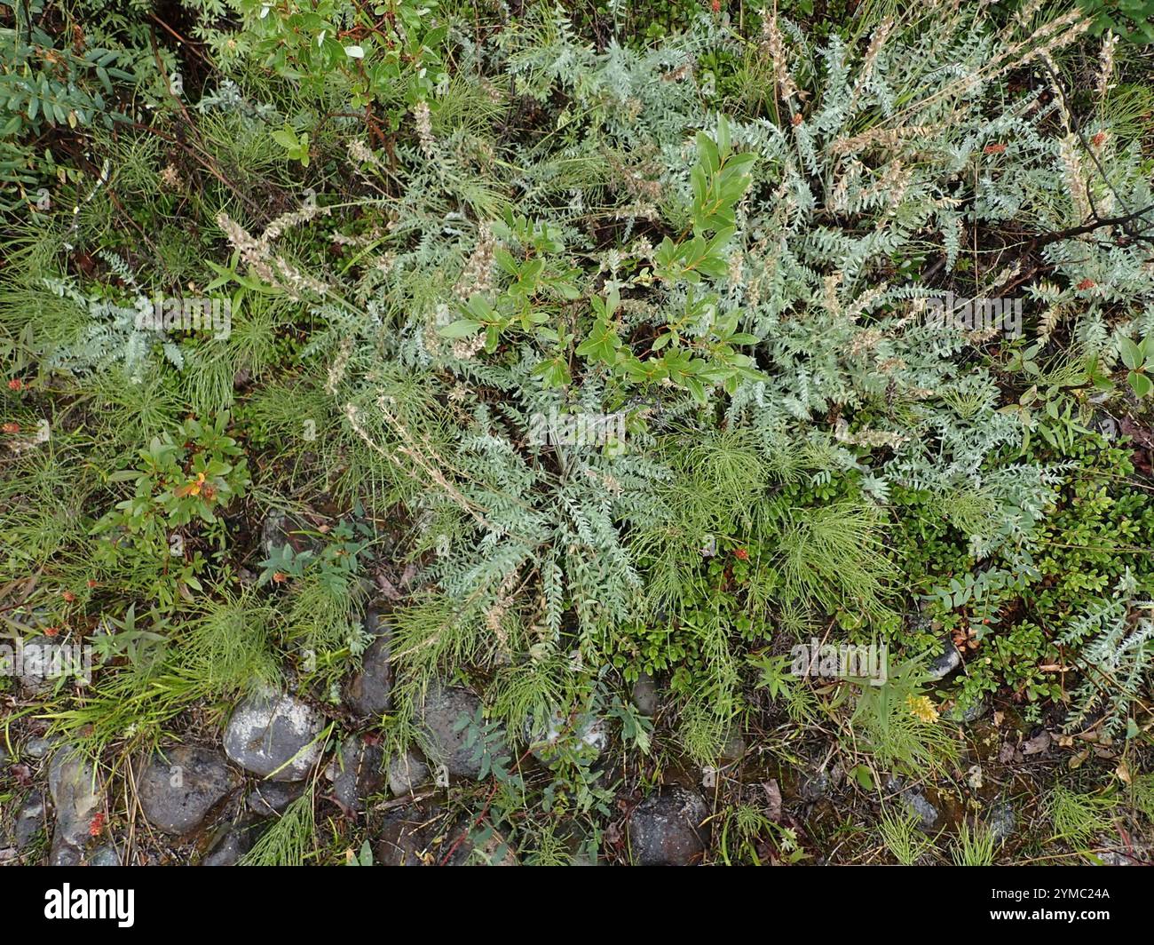 Showy Locoweed (Oxytropis splendens Stock Photo - Alamy