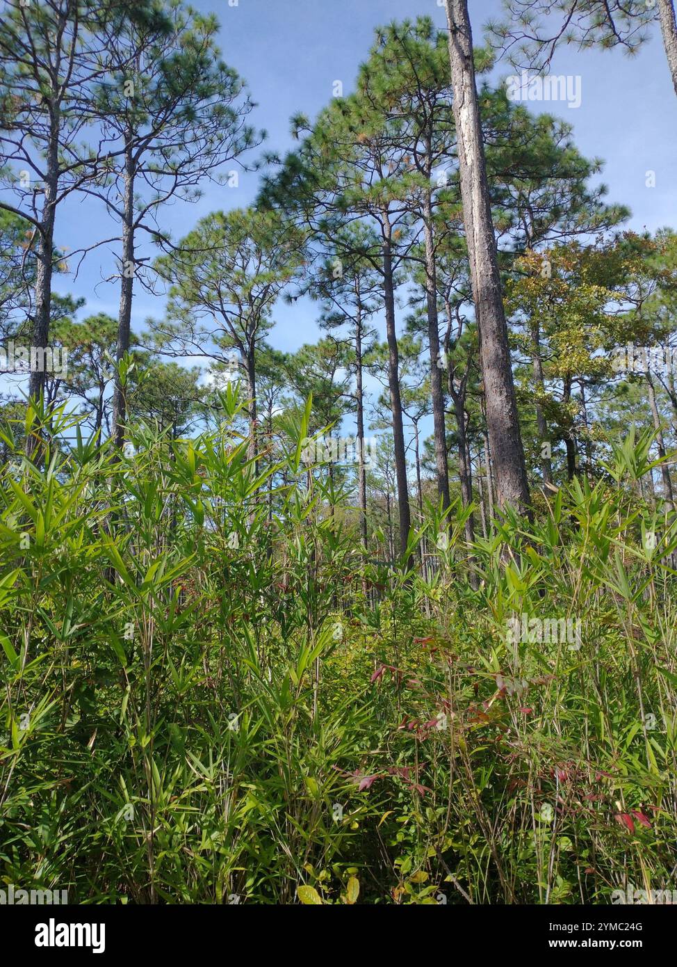 longleaf pine (Pinus palustris Stock Photo - Alamy