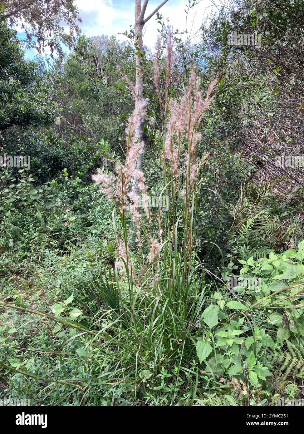 bluestems, lemon grasses, silvergrasses, and allies (Andropogoneae ...