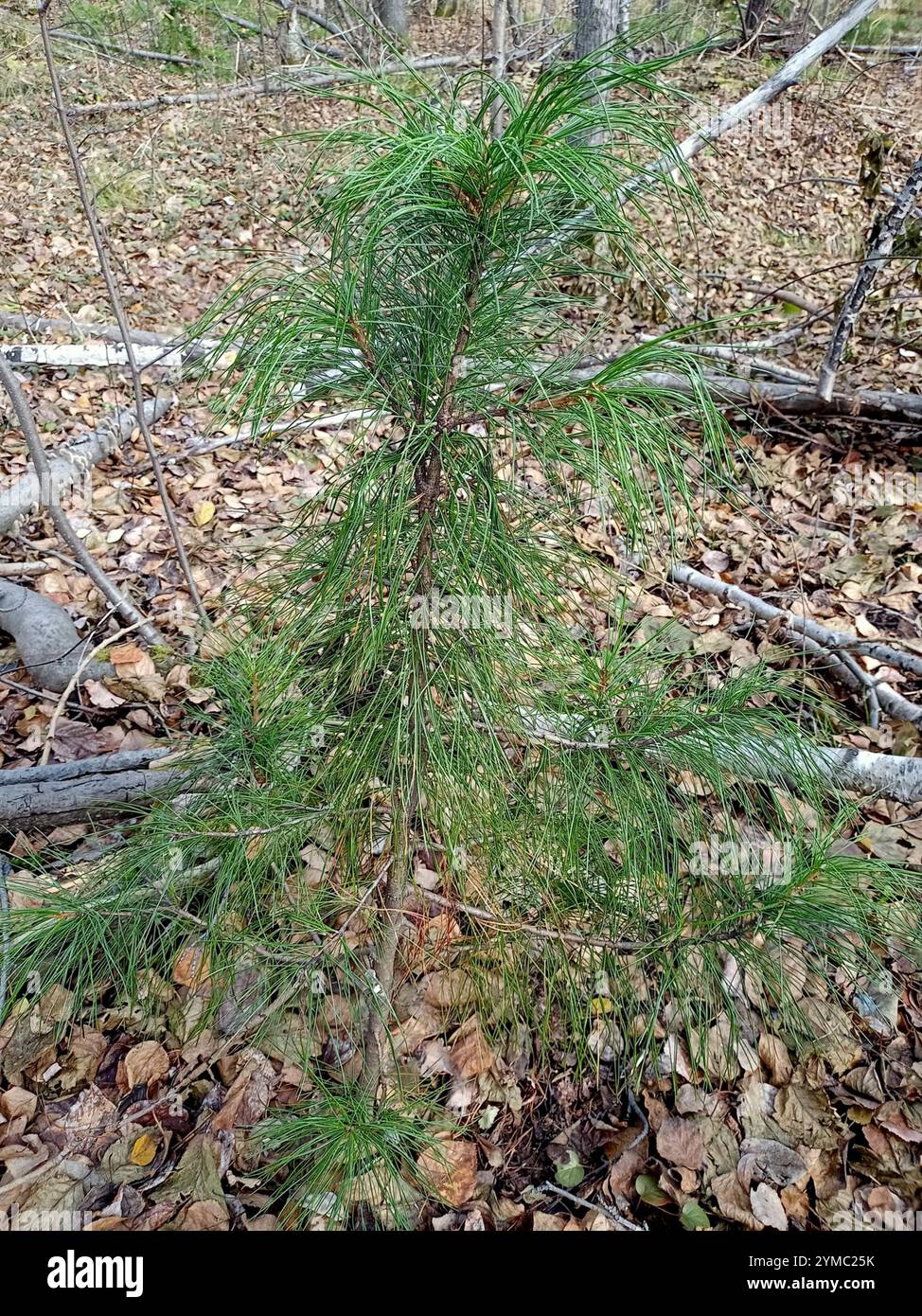 Siberian pine (Pinus sibirica Stock Photo - Alamy