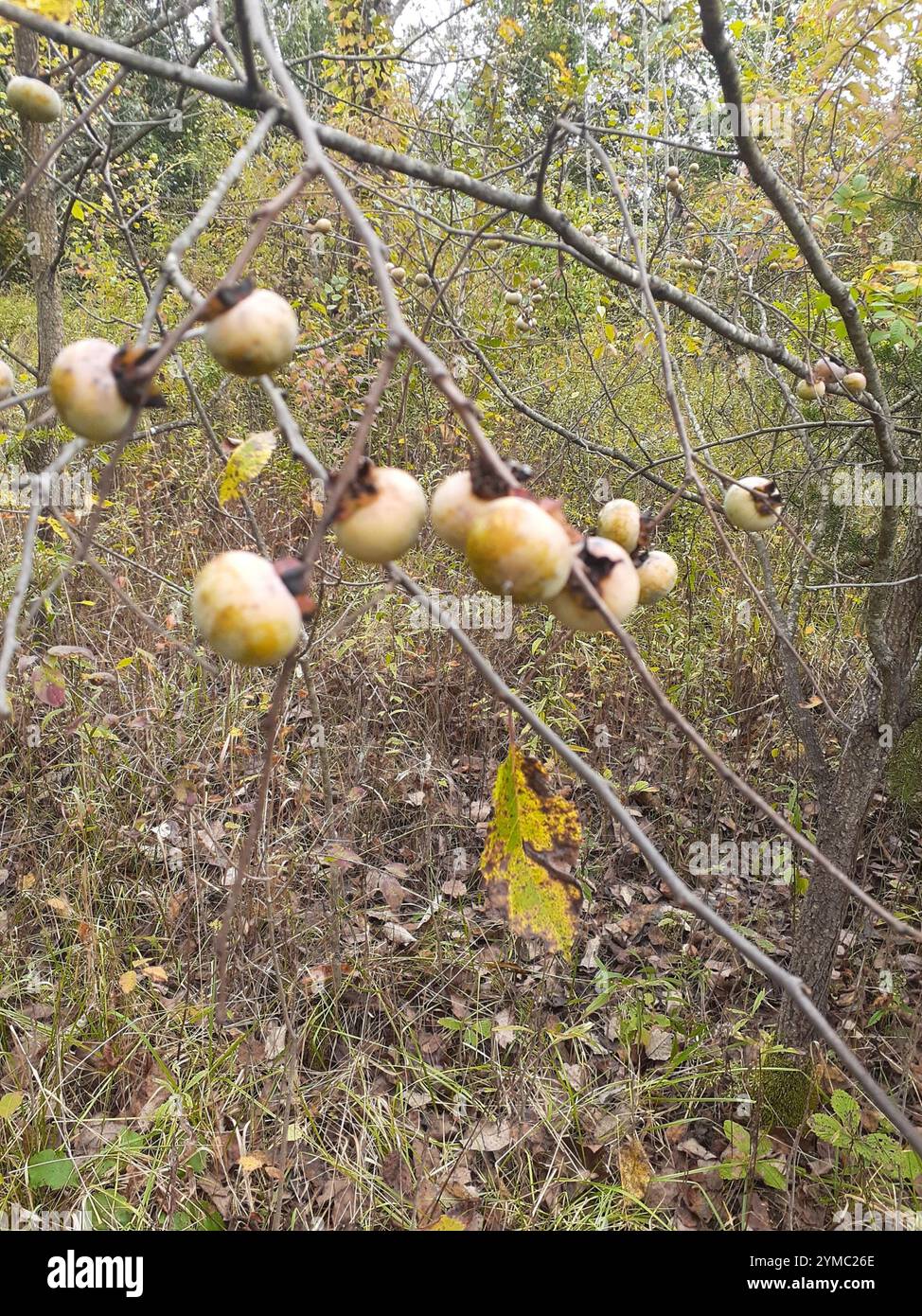 American persimmon (Diospyros virginiana Stock Photo - Alamy