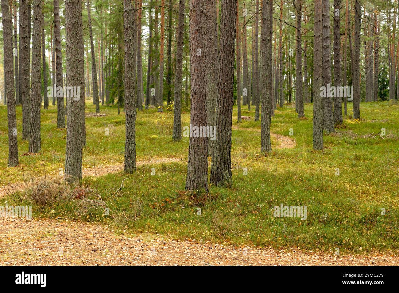 Beautiful woods forest in Sweden Stock Photo - Alamy