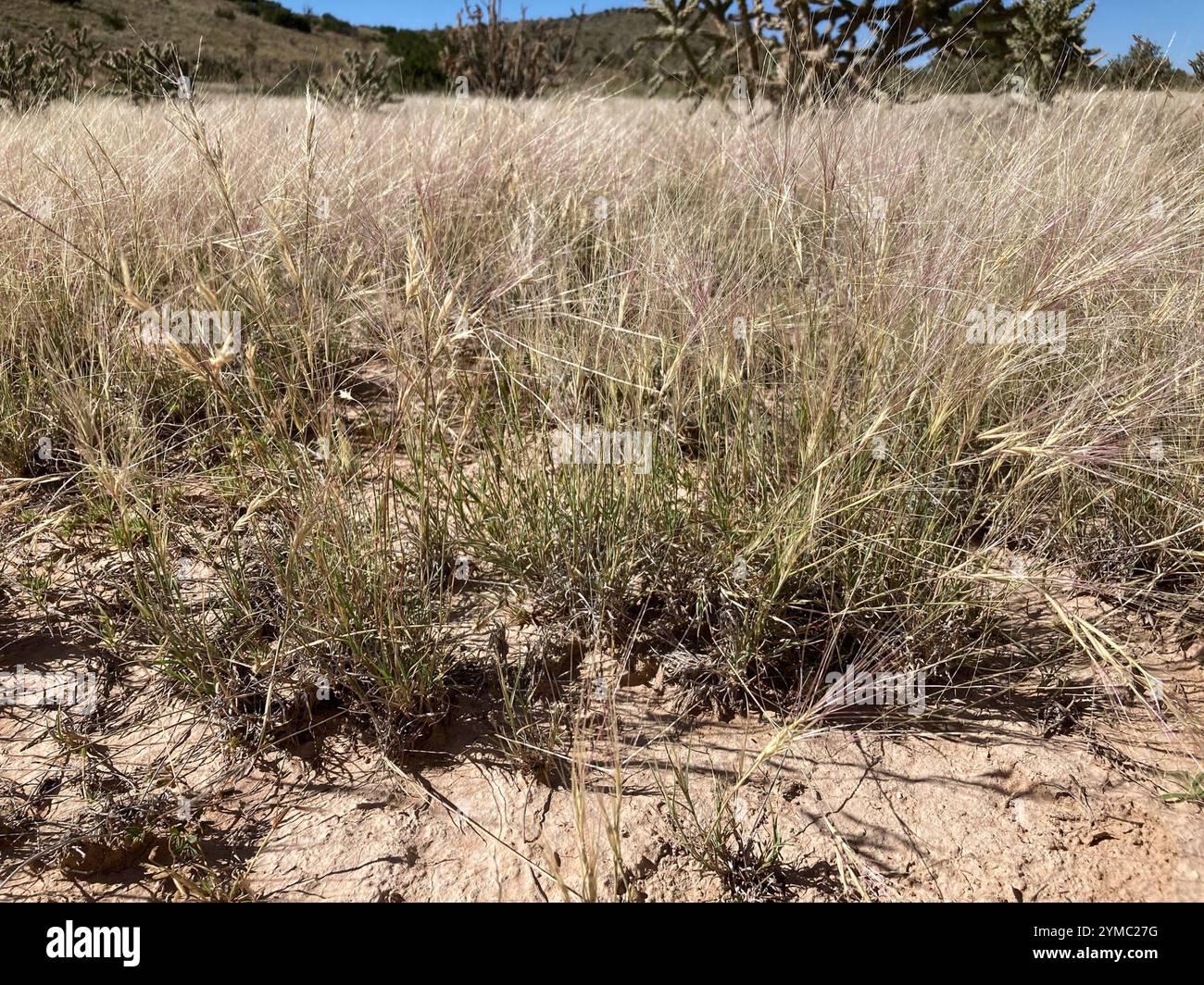 burrograss (Scleropogon brevifolius Stock Photo - Alamy