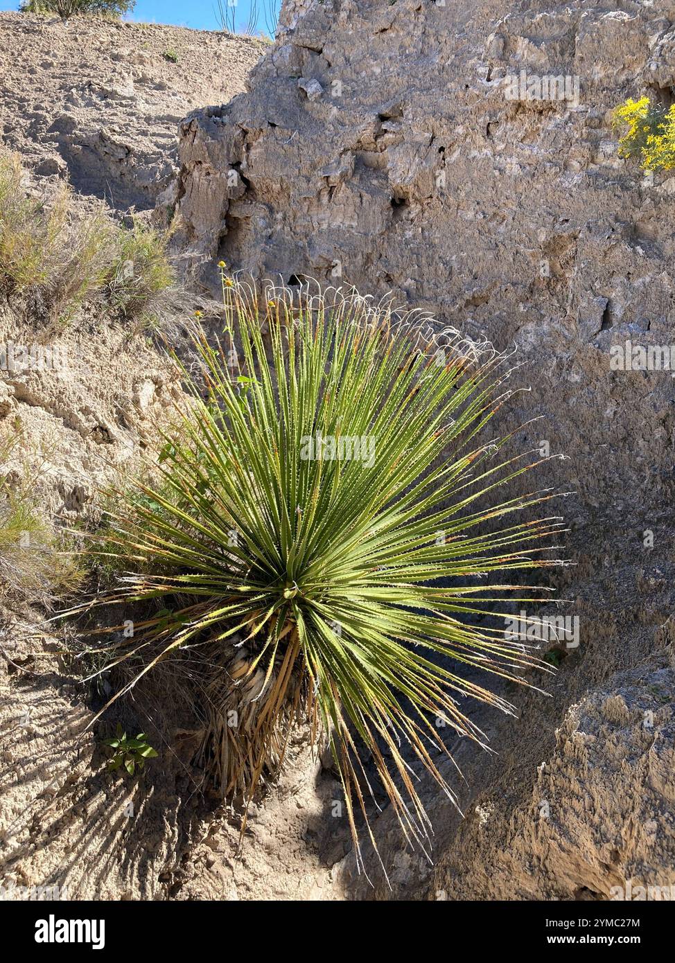 Smooth Sotol (Dasylirion leiophyllum Stock Photo - Alamy