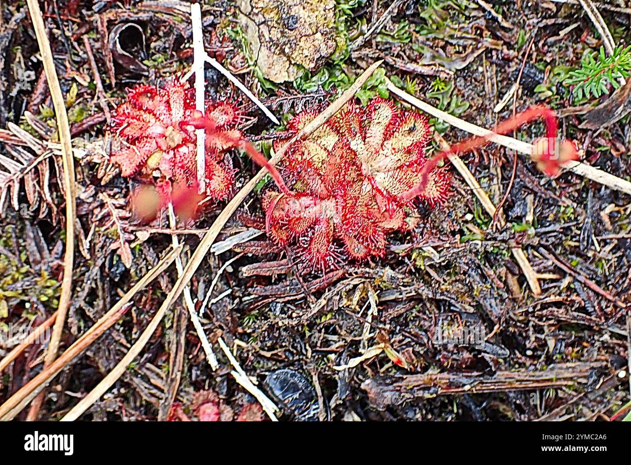 Alice Sundew (Drosera aliciae Stock Photo - Alamy
