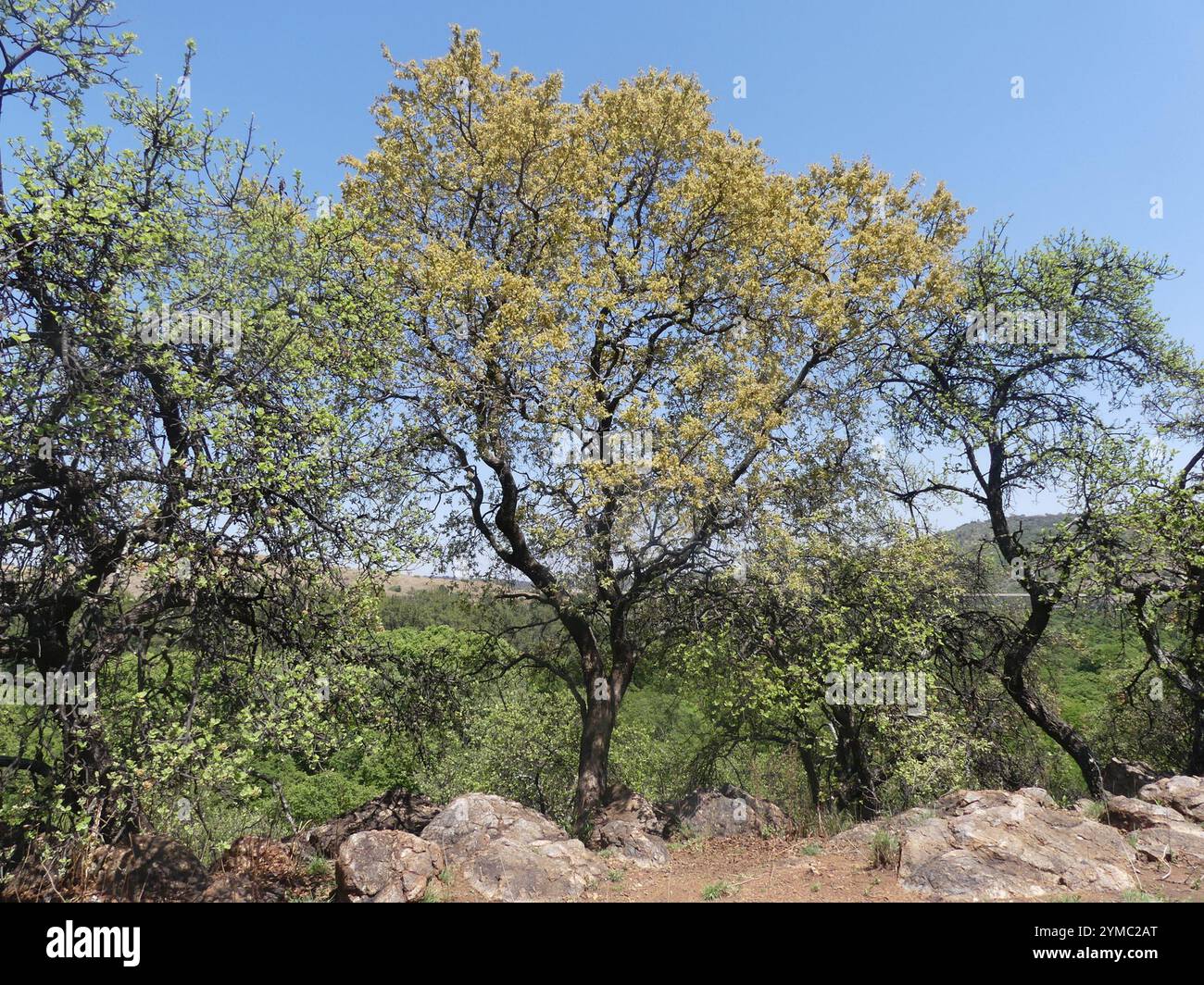 Velvet Bushwillow (Combretum molle Stock Photo - Alamy