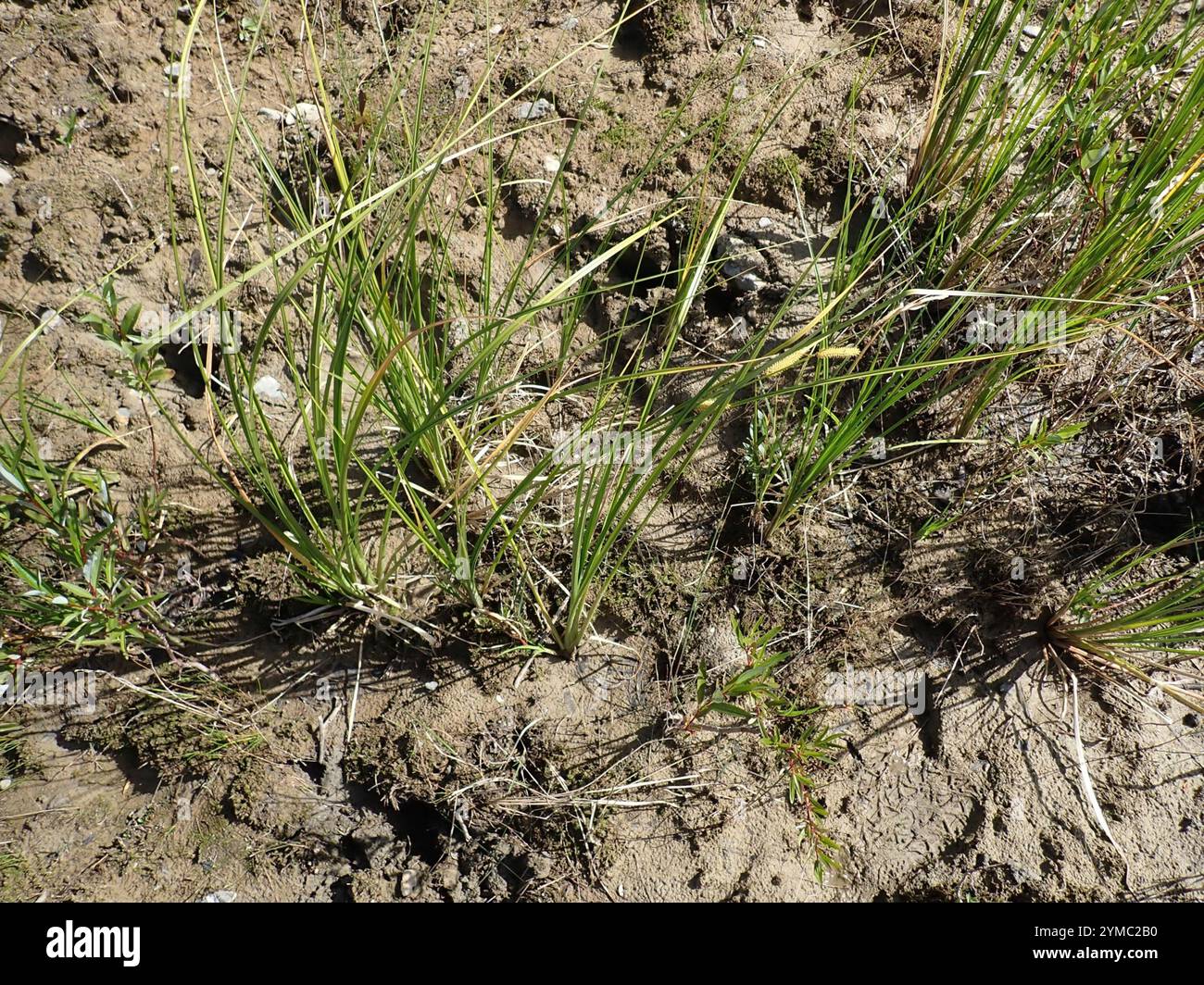 true sedges (Carex Stock Photo - Alamy