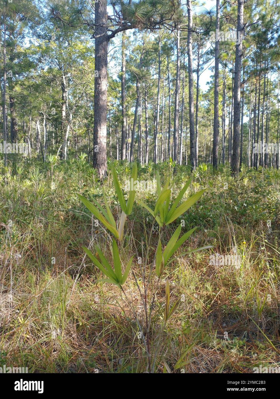 switch cane (Arundinaria tecta Stock Photo - Alamy