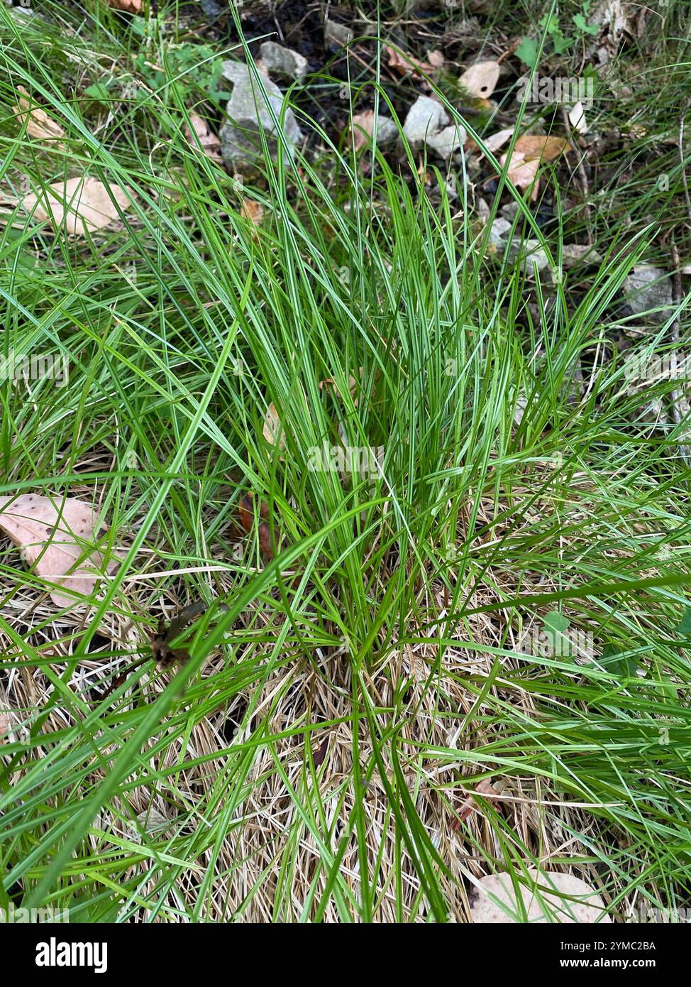 true sedges (Carex Stock Photo - Alamy