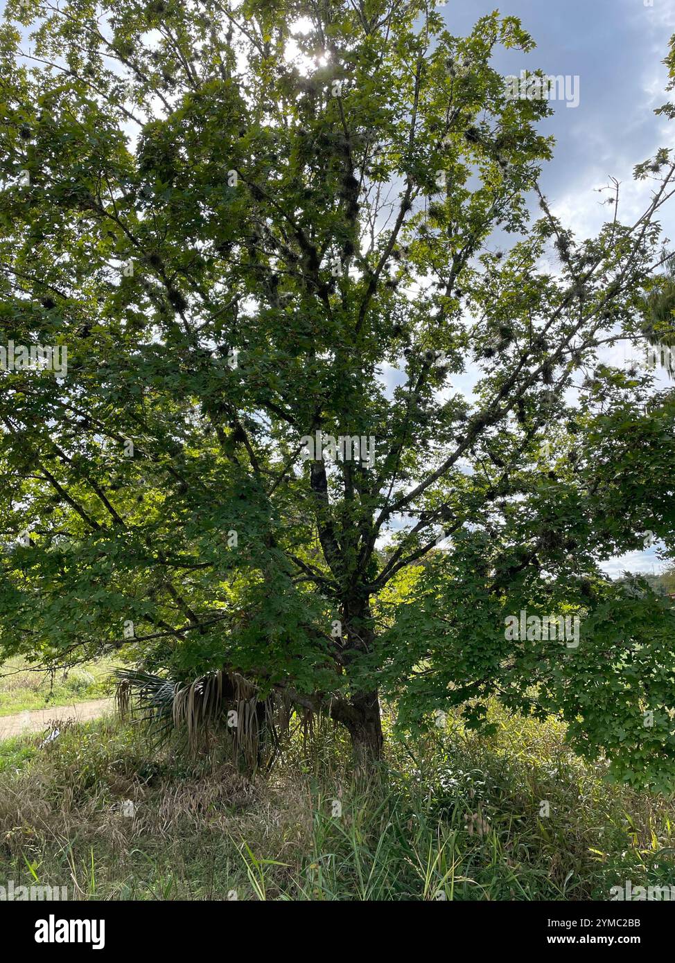 bigtooth maple (Acer grandidentatum Stock Photo - Alamy