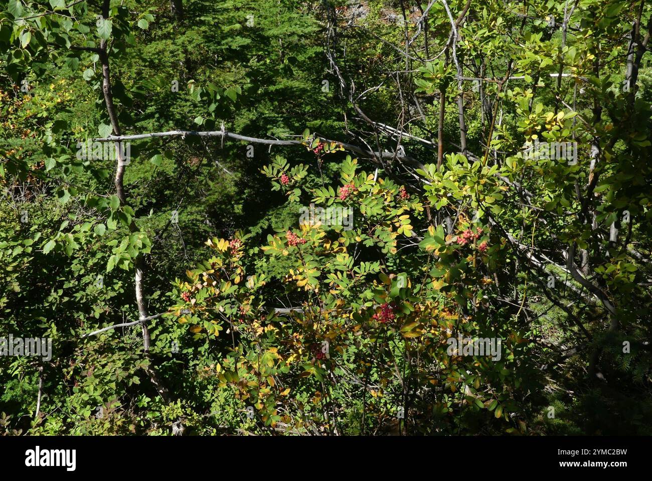 Sitka Mountain-Ash (Sorbus sitchensis Stock Photo - Alamy