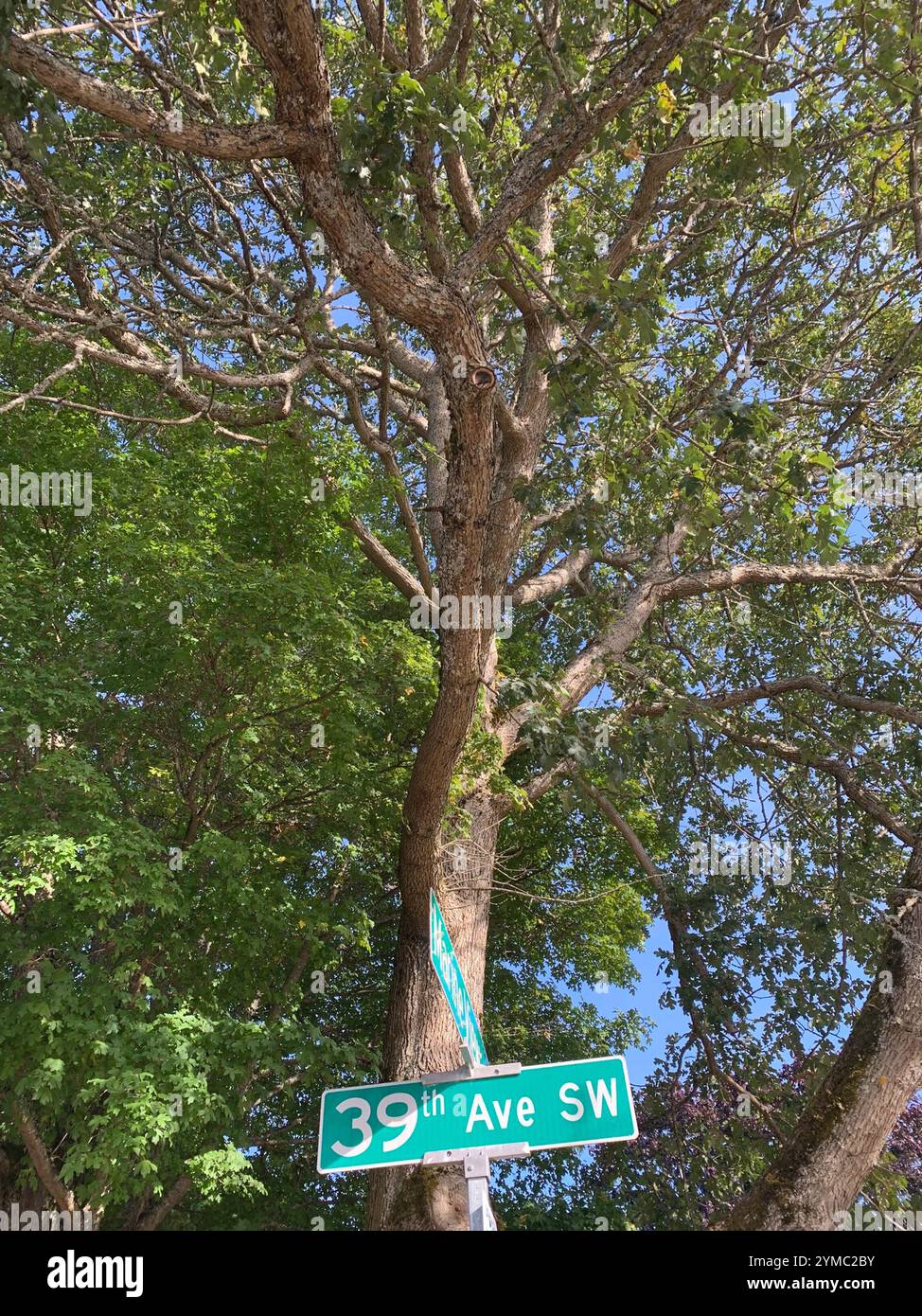 Oregon white oak (Quercus garryana garryana Stock Photo - Alamy