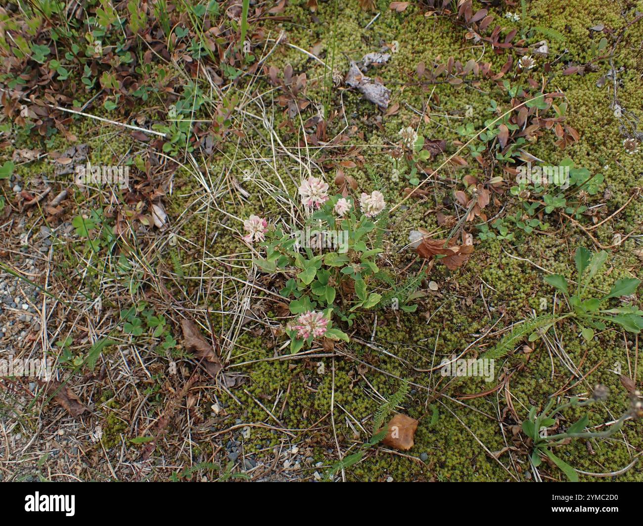 Alsike clover (Trifolium hybridum Stock Photo - Alamy