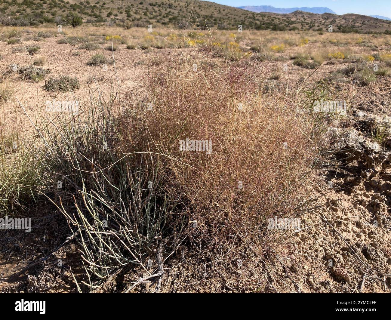 Bush Muhly (Muhlenbergia porteri Stock Photo - Alamy