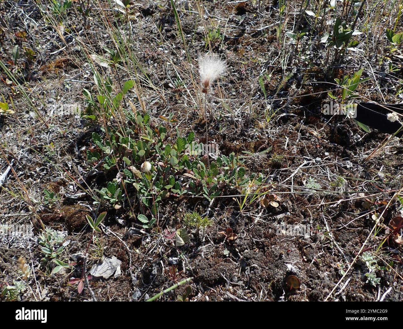 golden sedge (Carex aurea Stock Photo - Alamy