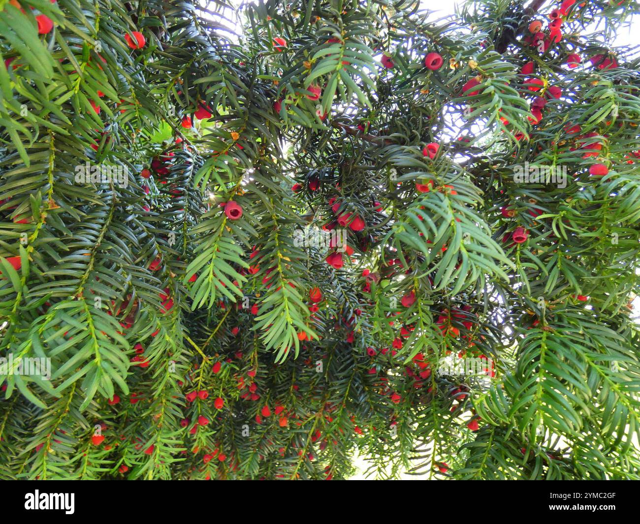common yew (Taxus baccata Stock Photo - Alamy