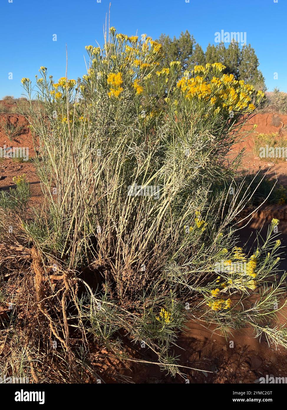 Rubber Rabbitbrush (Ericameria nauseosa Stock Photo - Alamy