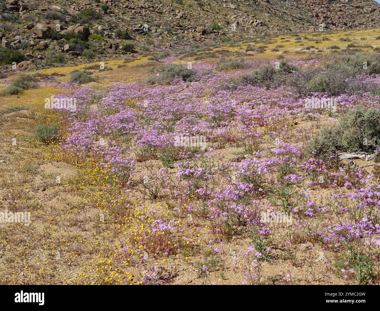Senecio arenarius hi-res stock photography and images - Alamy