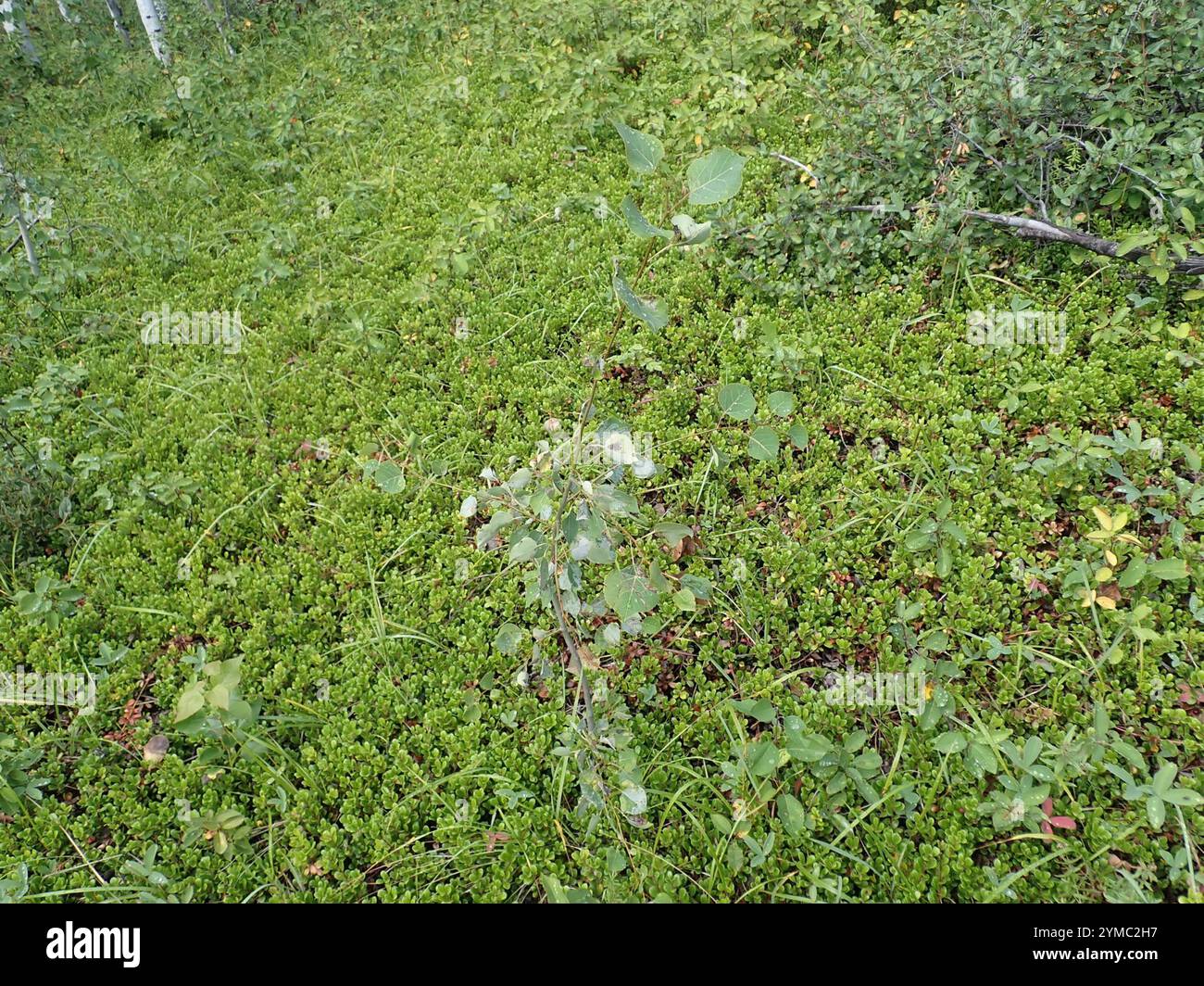 trembling aspen (Populus tremuloides Stock Photo - Alamy