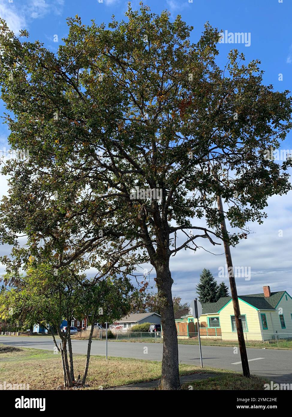 Oregon white oak (Quercus garryana garryana Stock Photo - Alamy