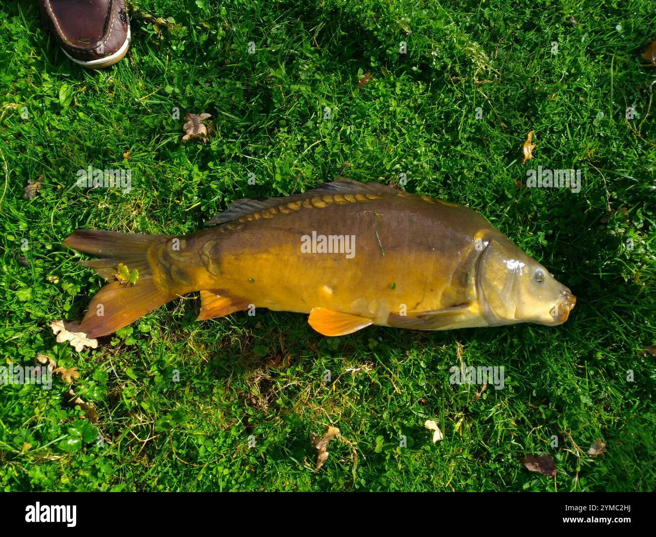 (Cyprinus carpio carpio Stock Photo - Alamy